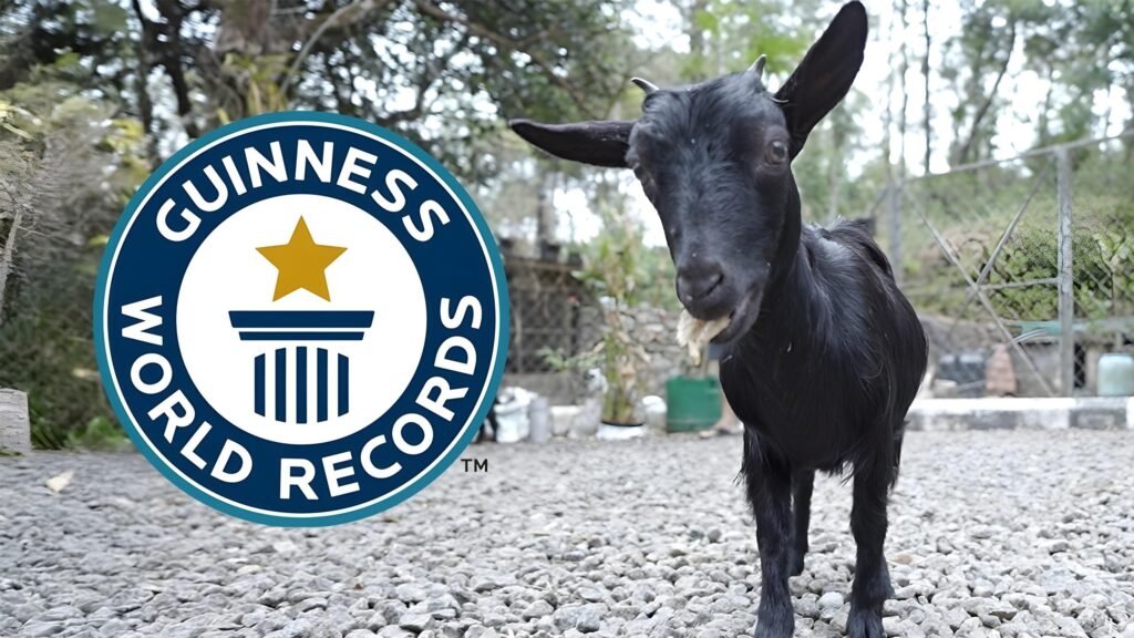 Meet Karumbi – The Tiniest Goat Taking Over the World! - InShort News